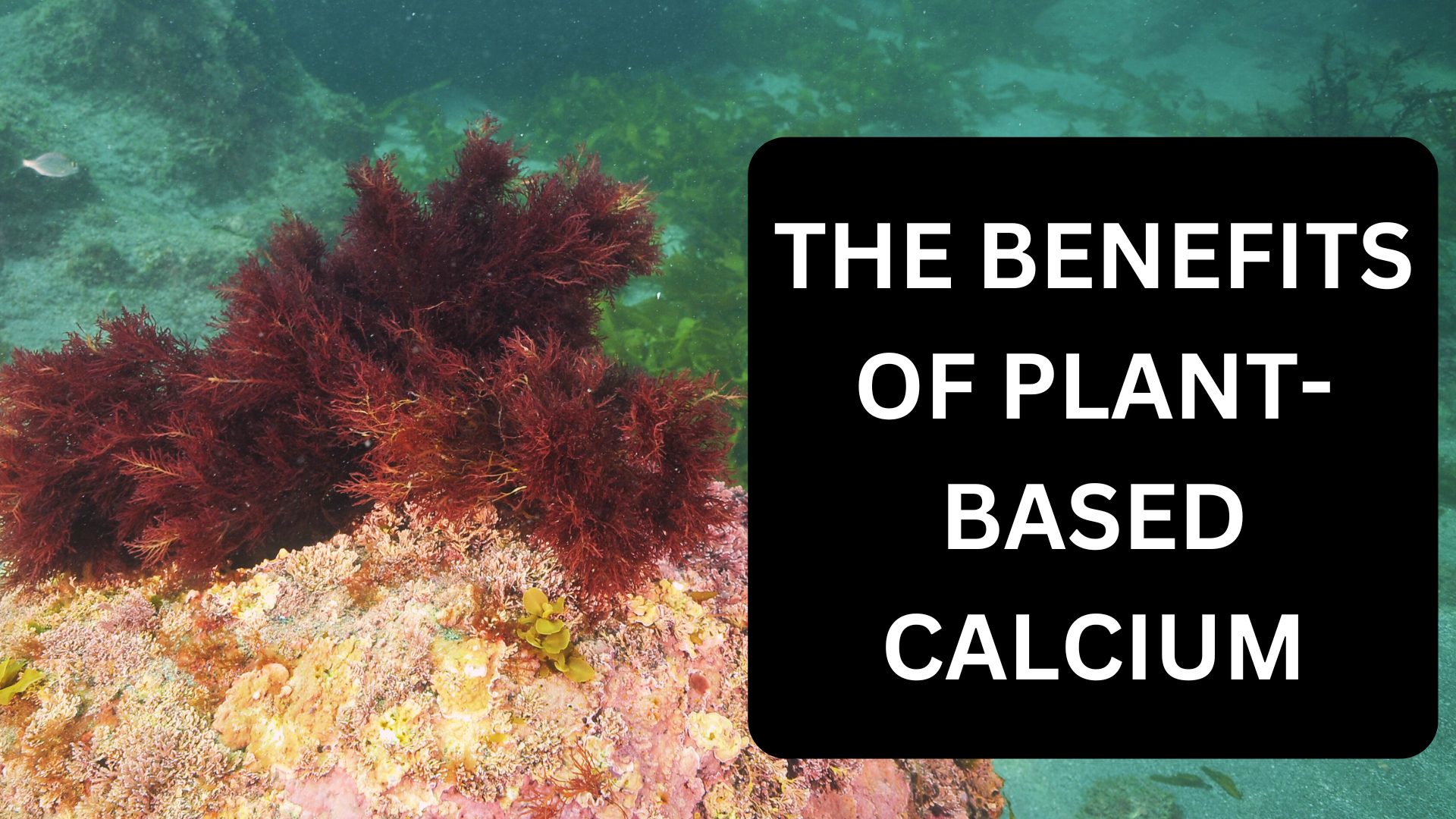 The Benefits Of Plant-Based Calcium | Go Vita Batemans Bay